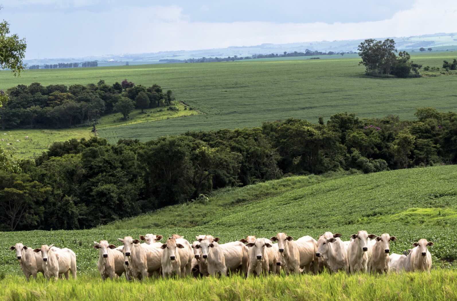 Economics of Land: Essential Features - Real Estate Crunch